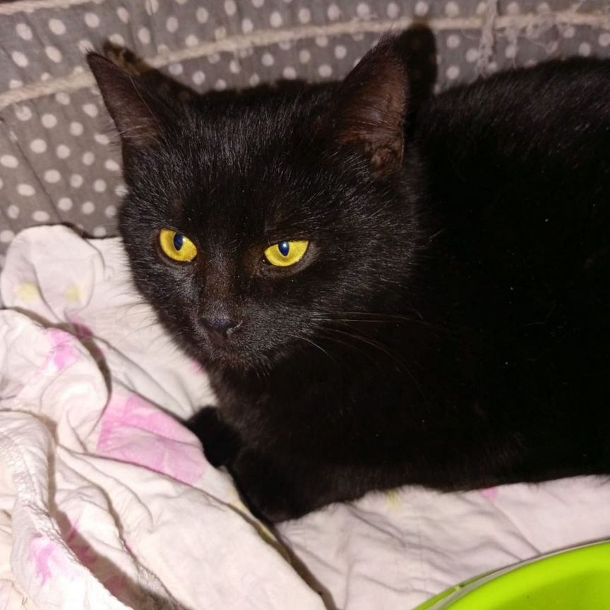 Кошка бесплатно