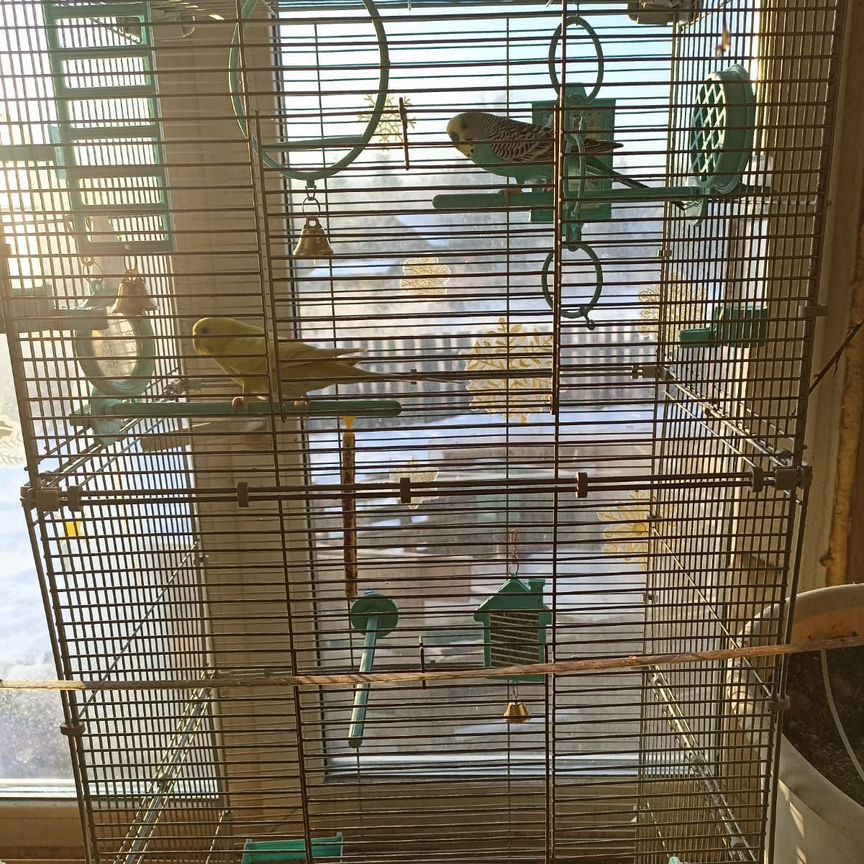 Продам попугаев волнистых