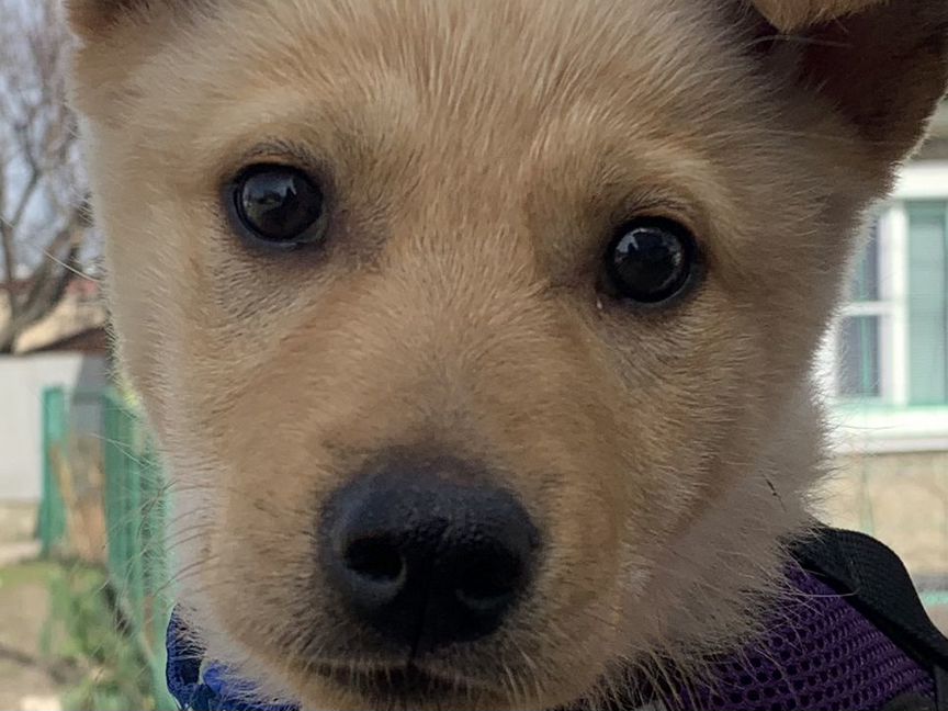 Щенок в добрые руки бесплатно