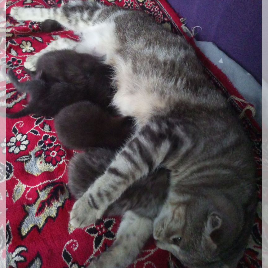 Британский короткошёрстный котёнок