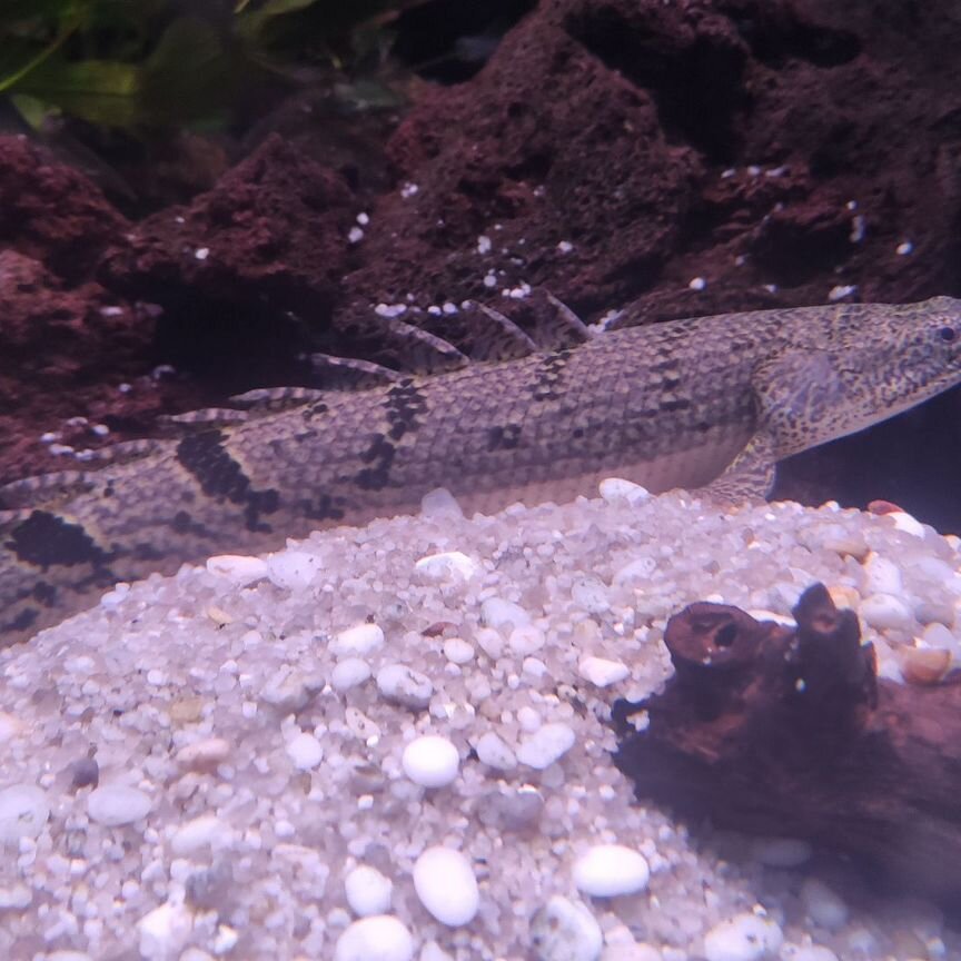 Полиптерус дельгези