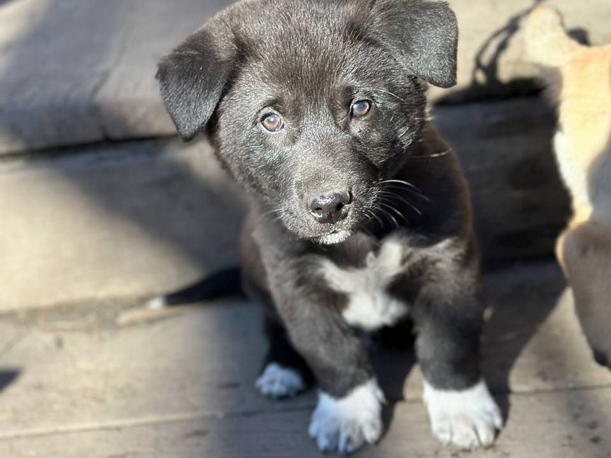 Каспер ищет дом