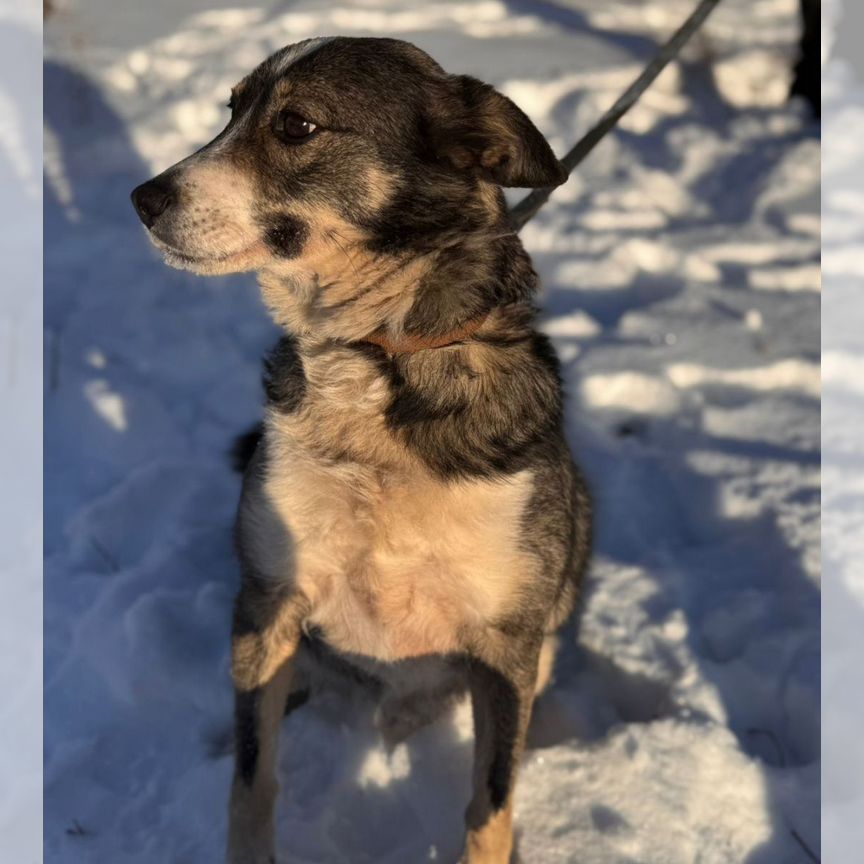 Собака в хорошие руки