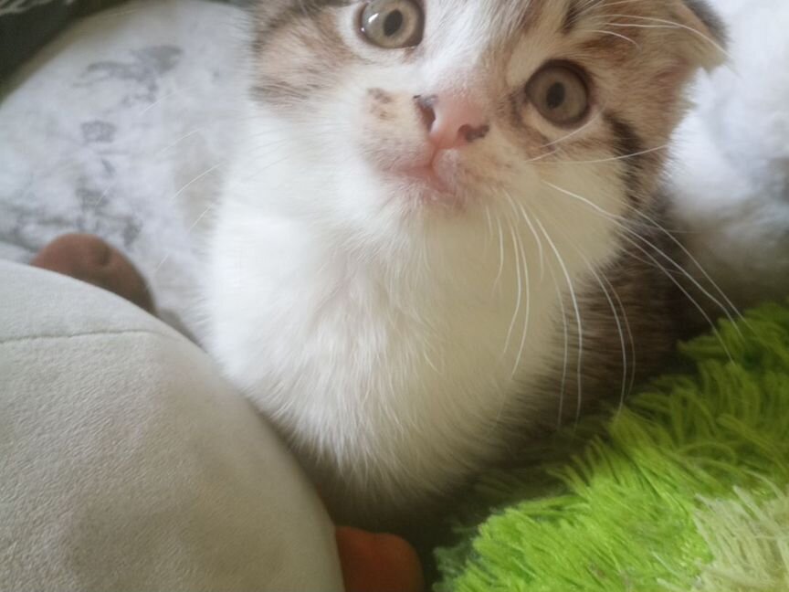 Котёнок в добрые руки