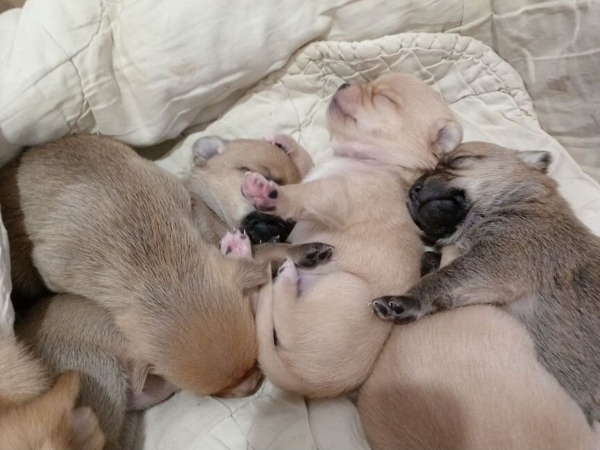 Щенки чихуахуа