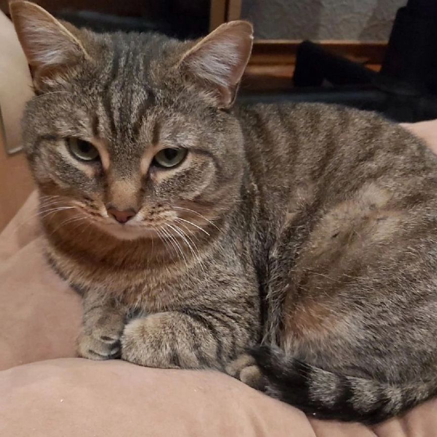 Взрослый кот в добрые руки