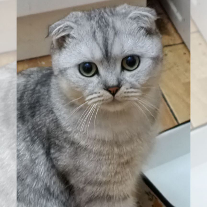 Шотландский вислоухий короткошёрстный котёнок
