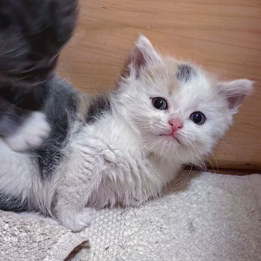 Котёнок в добрые руки