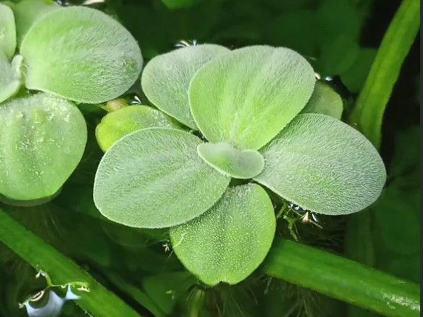 Пистия 5шт + роголистник 5шт + ряска