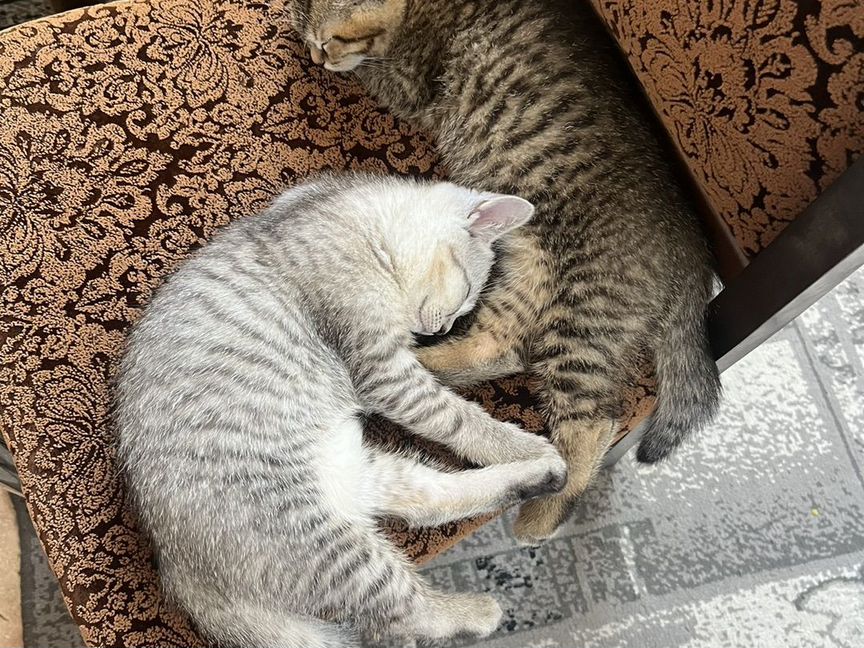 Котатя шотладской шиншиллы
