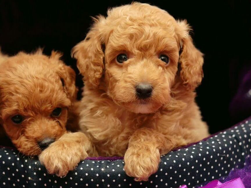 Щенки той пуделя