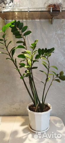 Долларовое дерево (Замиокулькас) купить в Самаре | Товары для дома и ...