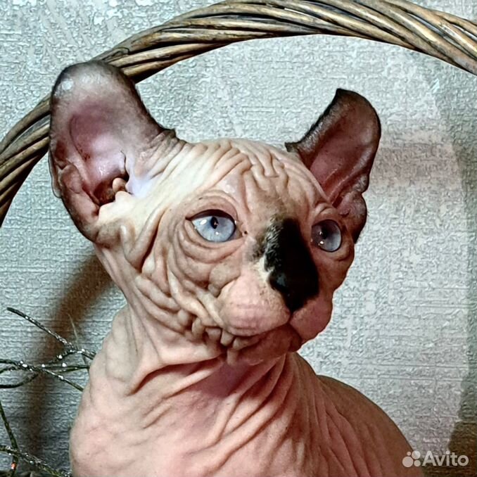 Эльф Канадский сфинкс котенок девочка