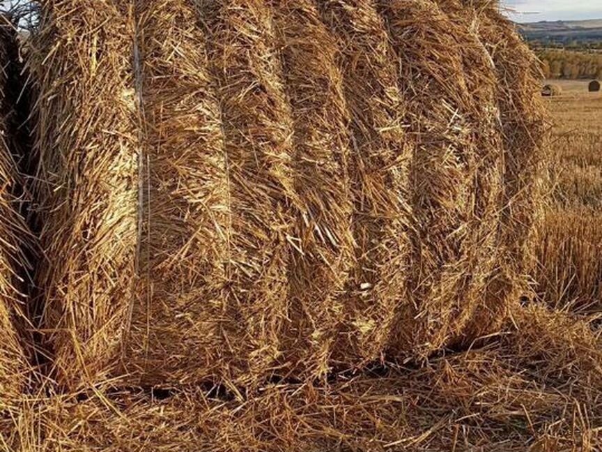 Солома/ сбор 2023