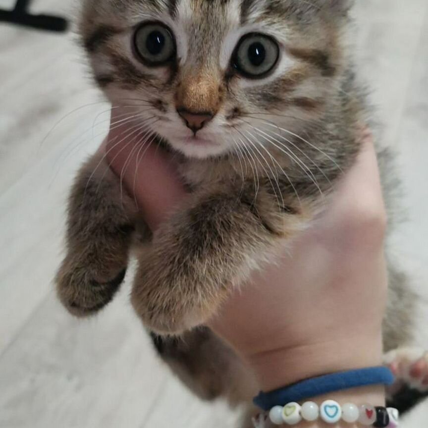 Вислоухие котята