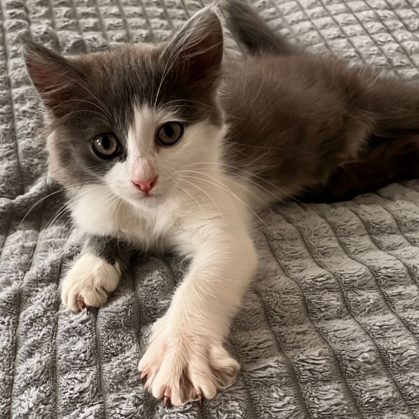 Котёнок в добрые руки