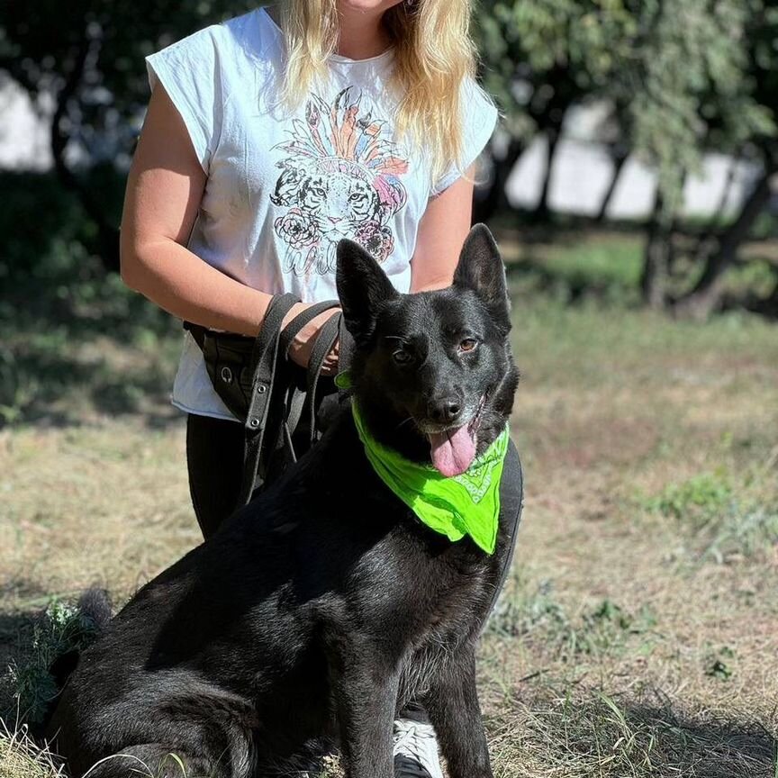 Черная небольшая собачка ищет дом