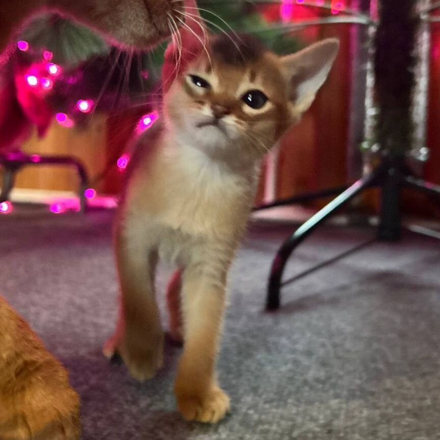 Абиссинский котёнок