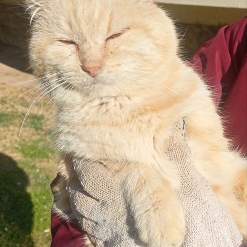 Котенок персиковый