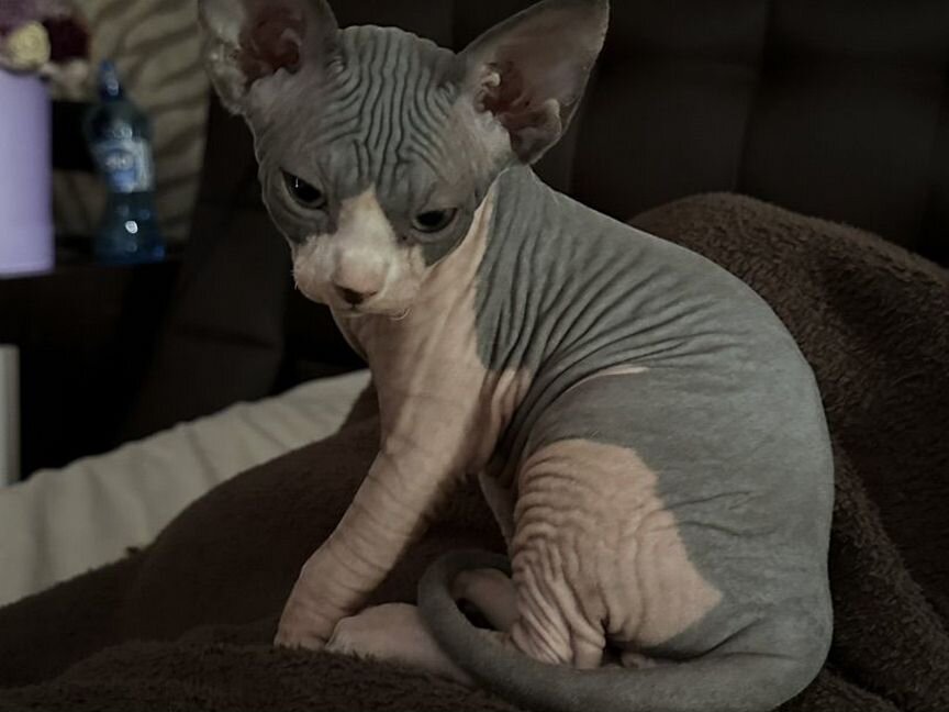 Канадский Сфинкс Породистый Спартак Биколор