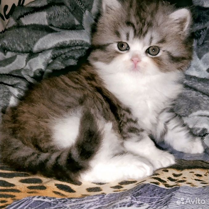 Мальчик-одуванчик