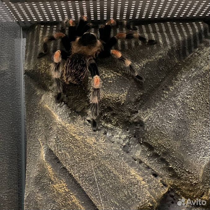 Паук-птицеед с террариумом