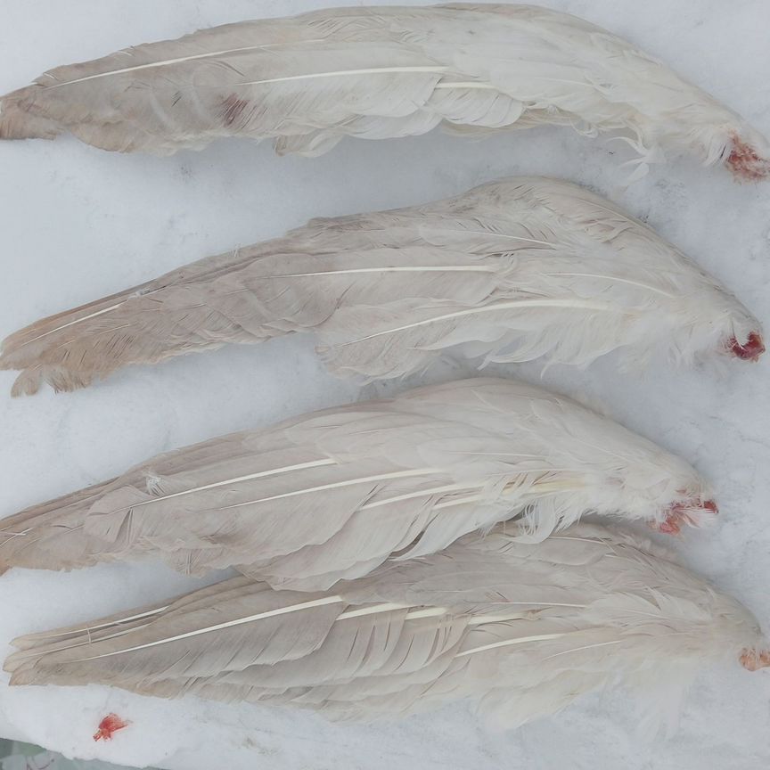 Гусиное перо