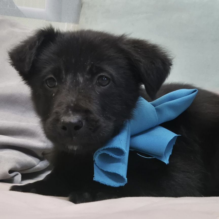 Щенок в добрые руки