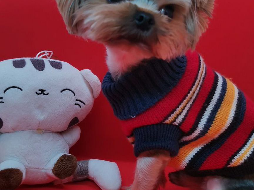 Супер Мини Йорк