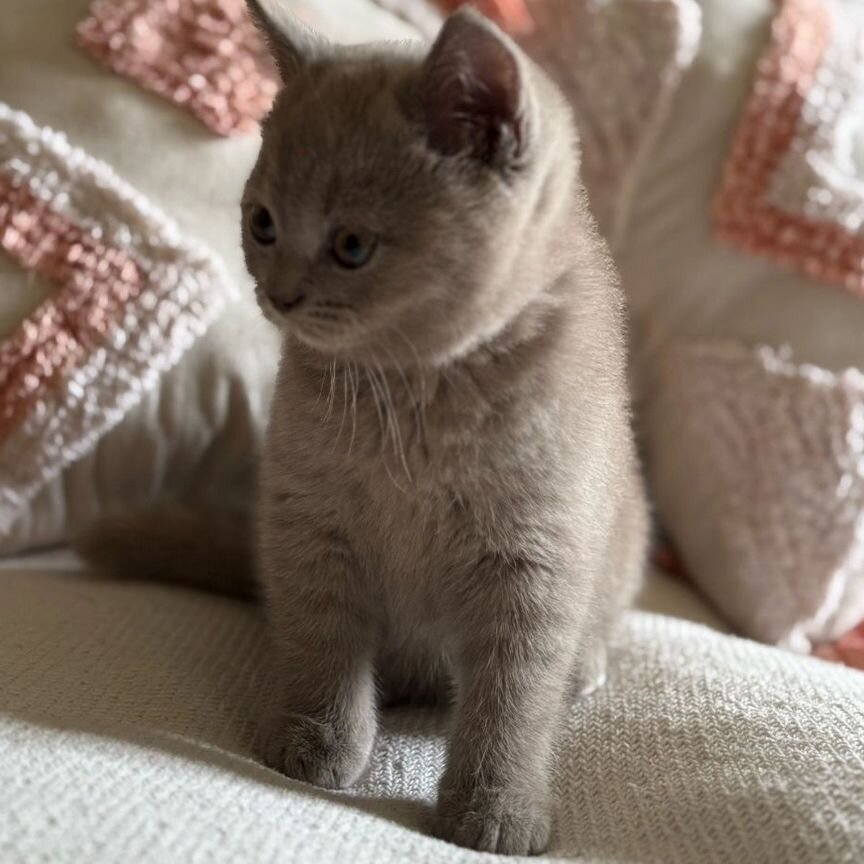Британский короткошёрстный котёнок