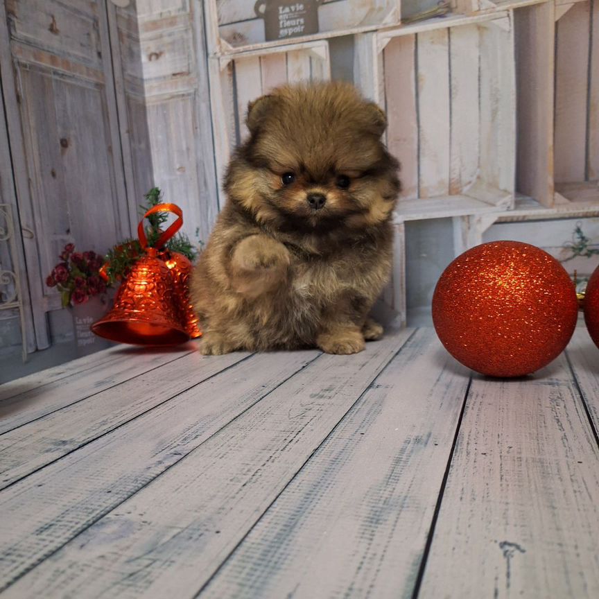 Померанский шпиц, щенок