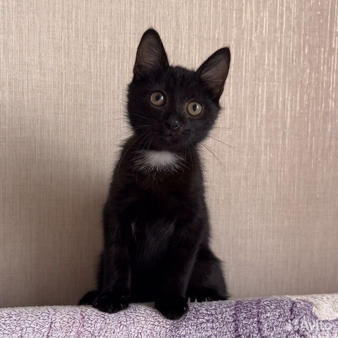 Отдам котенка в добрые руки, кот 2,5 мес