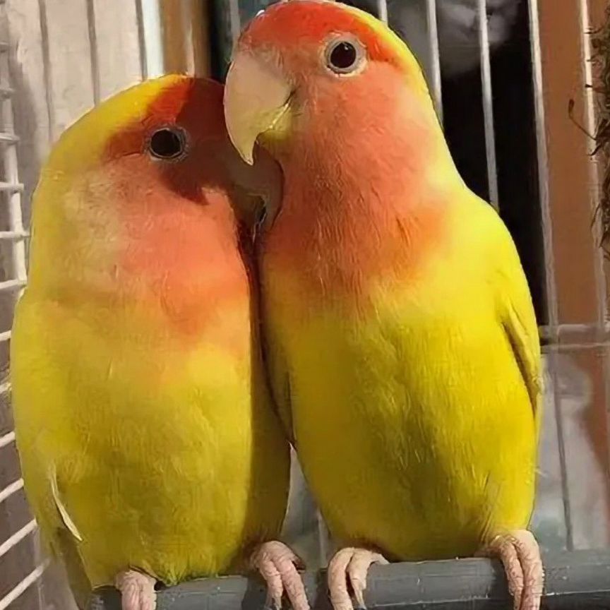 Попугаи Неразлучники