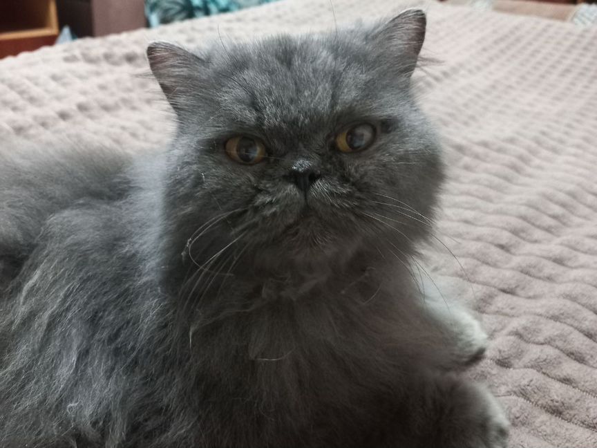 Персидская кошка