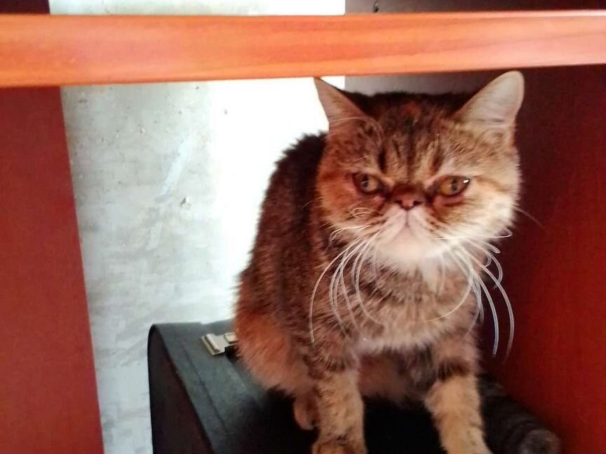 Молодая кошечка хорошим людям