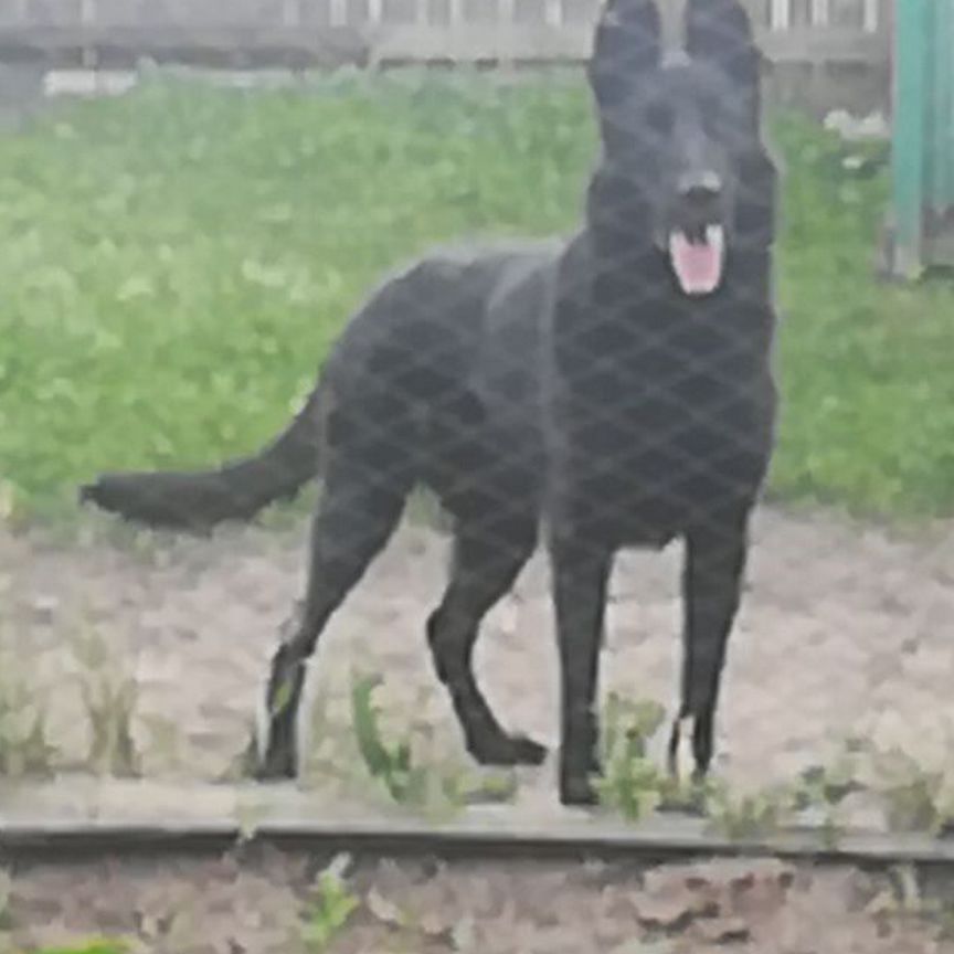 Немецкая овчарка, взрослый пёс