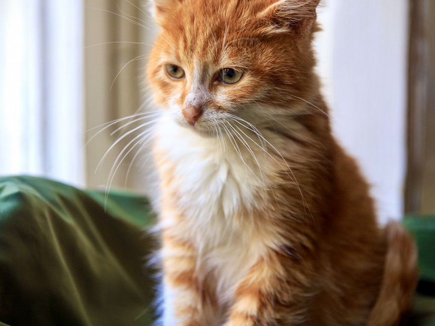 Рыжий котёнок мальчик