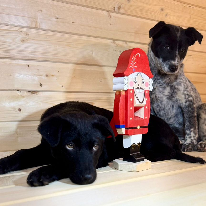 Сладкая парочка ждёт свой дом