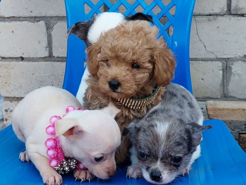 Пуделек - тойчик