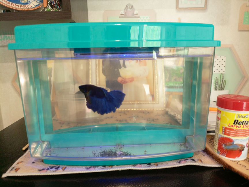 Аквариумные рыбки Петушок