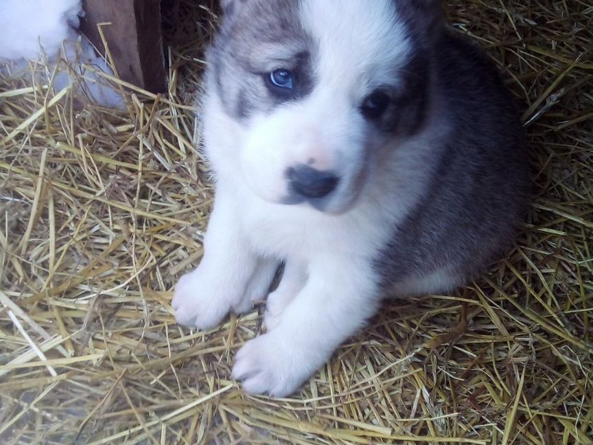 Щенки алабайчики