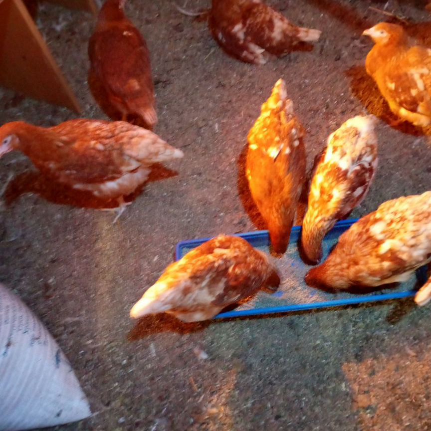 Курочки молодки