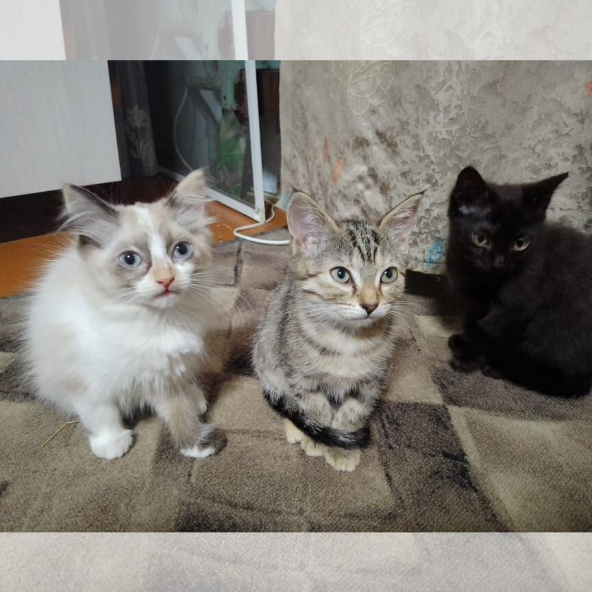 Котята в добрые руки бесплатно
