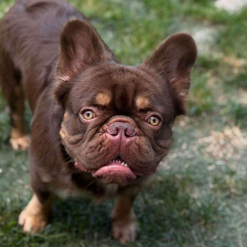 Французский бульдог, вязка