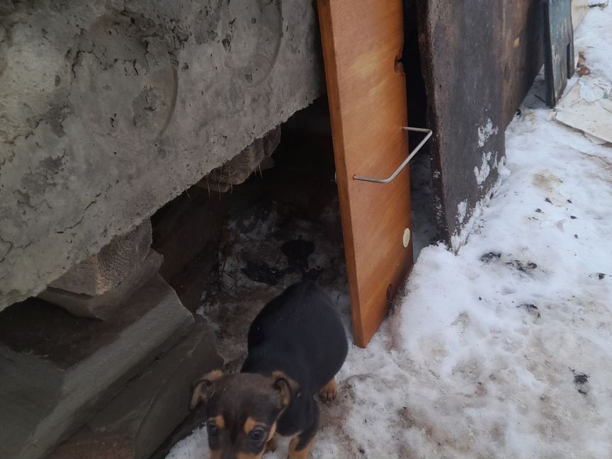 Щенок в добрые руки