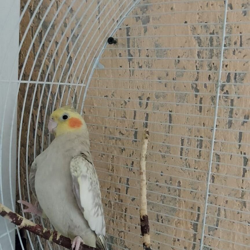 Попугай Корелла