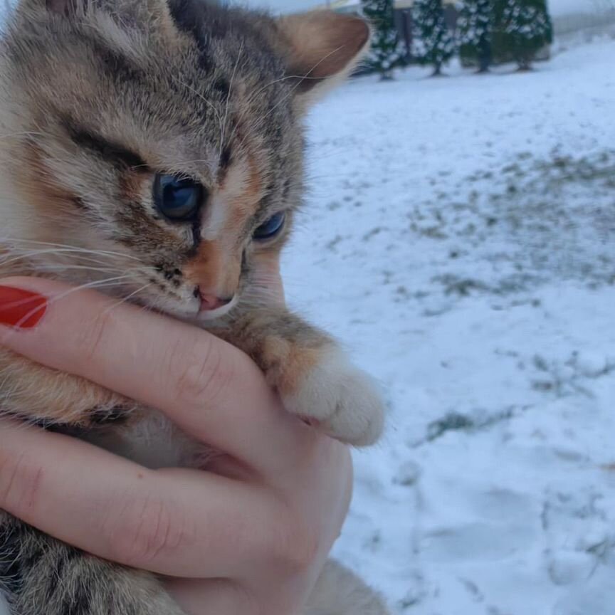 Котята в добрые руки даром