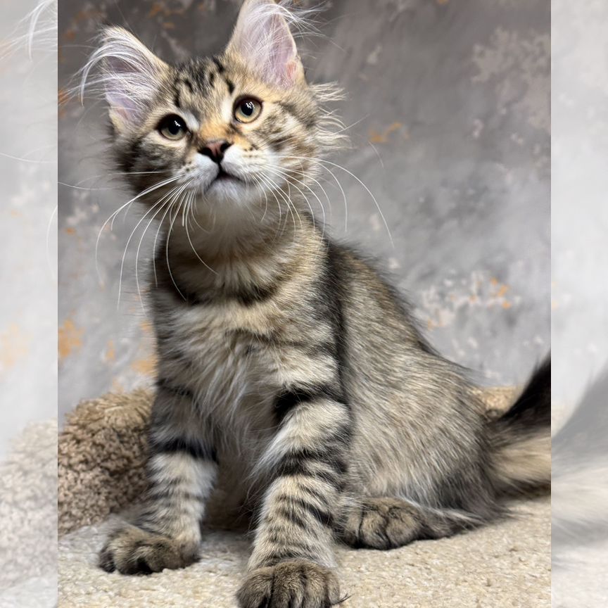 Сибирские котята из питомника