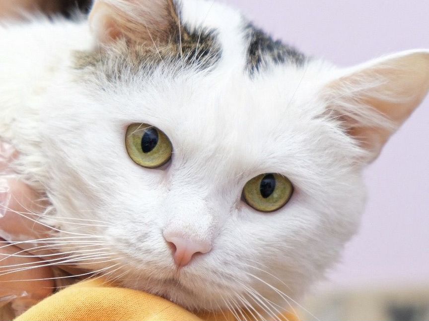 Котик из вентиляции