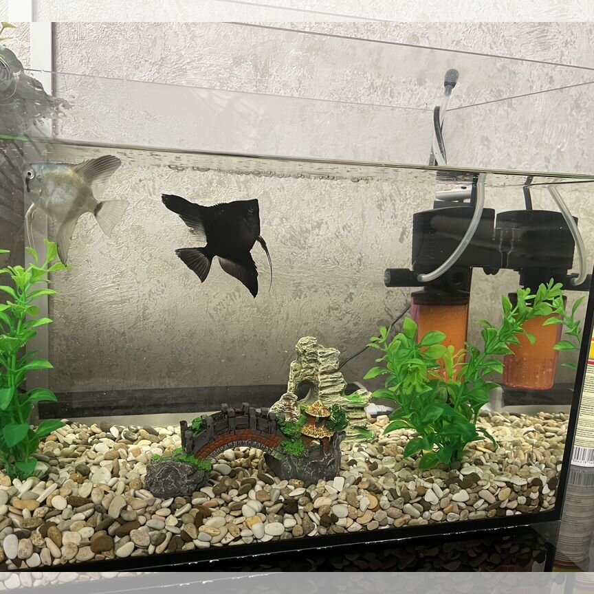 Аквариум с рыбками
